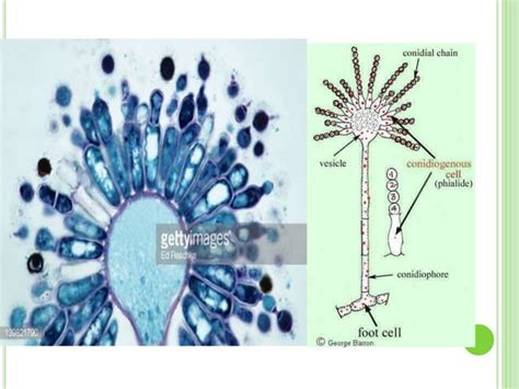 Asexual Reproduction In Aspergillus Ppt