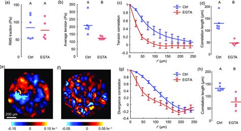 Disrupting Cell Cell Adhesions Decreased Spatial Correlations Of