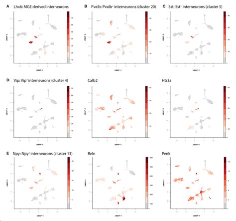 Identification Of Interneuron Cell Types A There Are Four Download Scientific Diagram