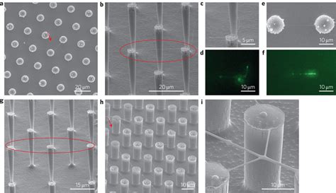 Single Lambda Dna Localization And Detection From A 10 Am Solution A