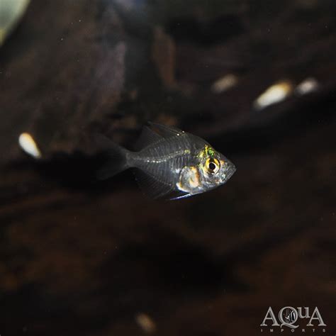 Glassfish
