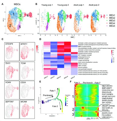 Subpopulation Characteristics Of Mscs At Multiple Spatial And Temporal