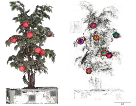 Photogrammetric Reconstruction Of The Apple Tree Without Left And Download Scientific Diagram