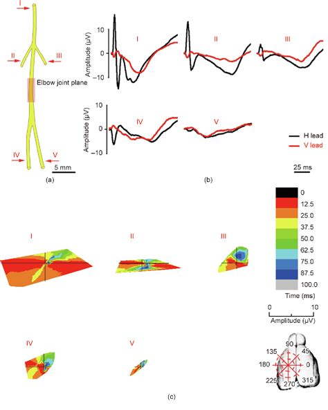 Figure 1 From A Temporal Spatial Atlas Of Peripheral Nerve Evoked