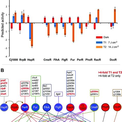 Inferred Transcription Factor Activity During Vb Light Exposure A