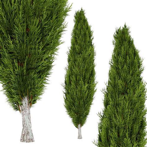 3d Model Mediterranean Cypress Tree Vr Ar Low Poly Cgtrader
