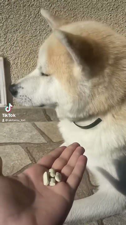 ჭიის წამალი Youtube