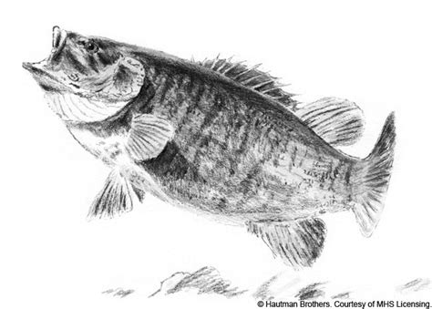 Smallmouth Bass Drawing At Explore Collection Of