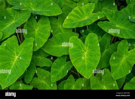 Colocasia Is Herbaceous Perennial Plants With A Large Corm On Or Just Below The Ground Surface