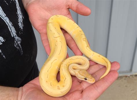 Python Regius Ball Python Banana Enchi Pinstripe 5 Male B