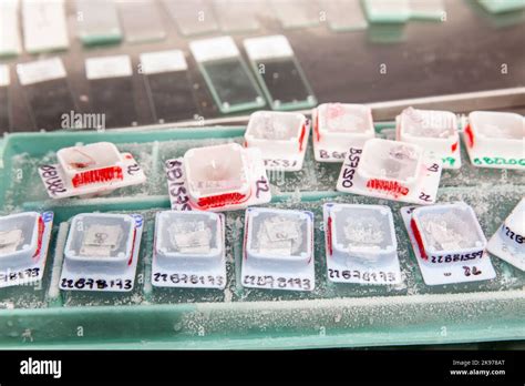 Frozen Blocks Of Paraffin Embedded Tissue Kept Cold On Ice Ready To Be Cut Using A Microtome