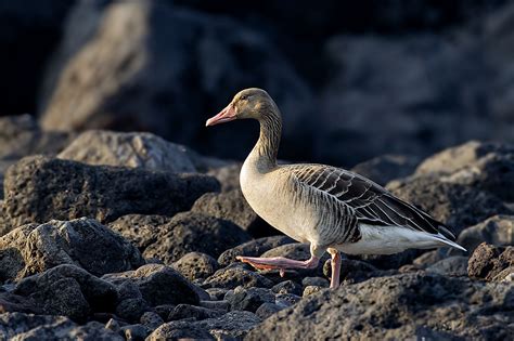 회색기러기 Greylag Coose 박대용갤러리