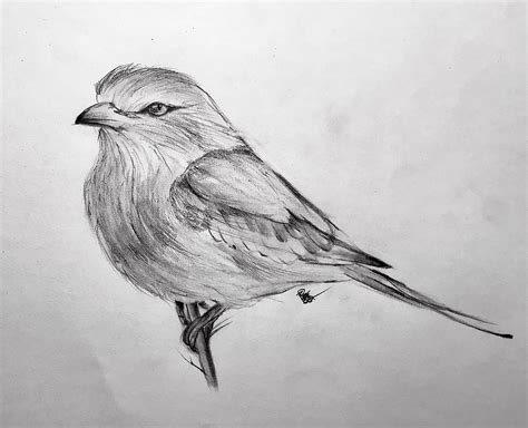 How To Draw A Realistic Bird Art Hub At Manuel Breeden Blog