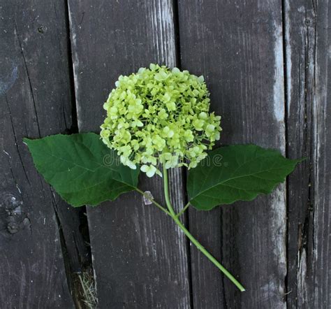 White Hydrangea Arborescens Flowers On Old Weathered Planks Top View