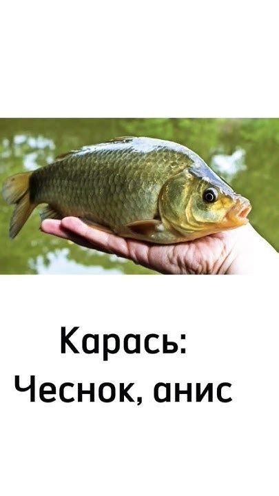 Какие запахи любит рыба(1 часть)#рыбалка#рыба#ловля - YouTube