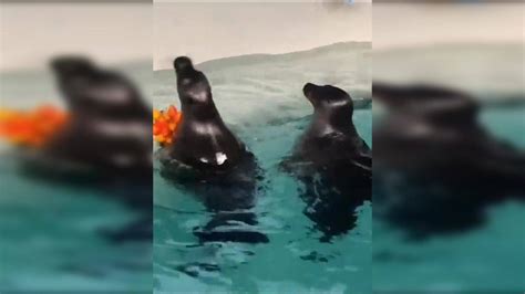 A Love Story Male Seal Gives Flowers To Female Seal Her Reaction Wins The Internet Times Now