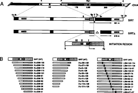 Figure 1 From The Yeast Rna Polymerase I Promoter Ribosomal Dna