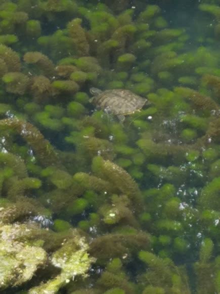 Western Pond Turtle Project Noah