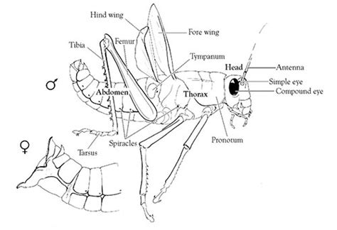Grasshopper Dissection Carolina Biological Supply Worksheets Library