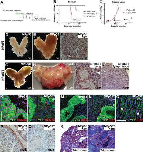 Trim28 Inhibition In Npp53 Prostates Reduces Overall Survival A Download Scientific Diagram