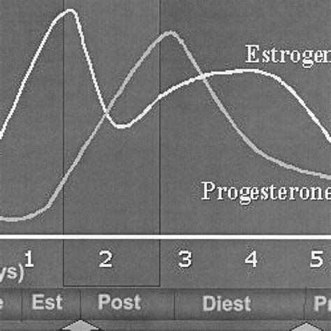 Estrus Cycle In Rats With Variations In Estrogen And Progesterone