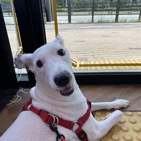 잉글랜드 쉽독 라리 미니비숑프리제성격 토이푸들성격 골든리트리버성격 래브라도리트리버성격 닥스훈트성격 도베르만성격 말티치성격 말티폼성격 보더콜리성격 프렌치불독성격 빠삐용성격