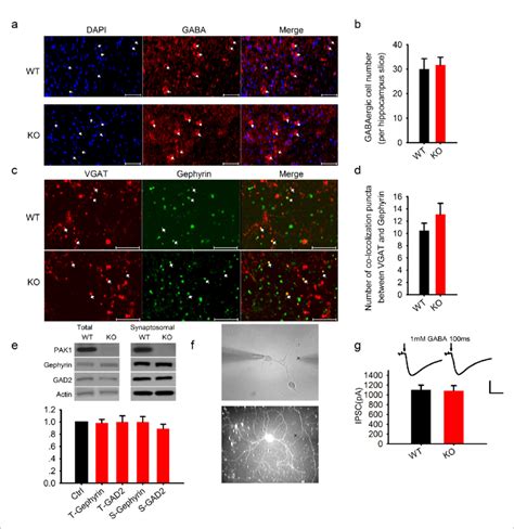 Normal Gabaergic Neurons Synapses Gaba Receptor Function And Download Scientific Diagram