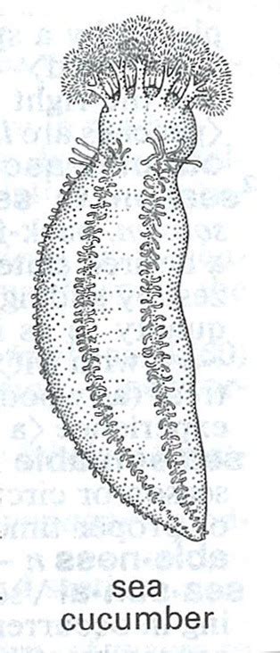 Exercise 13 Echinoderms Diagram Quizlet