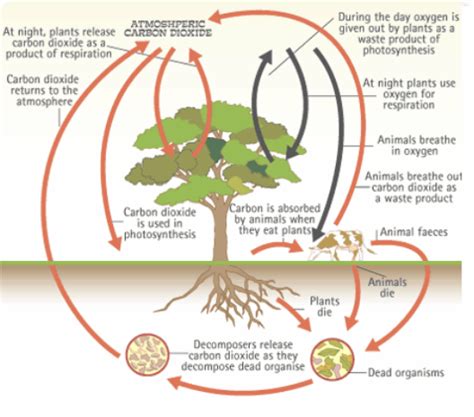 How Do They Relate Photosynthesis And Deforestation