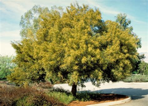 Buy African Sumac Tree At Darcy Spaull Blog