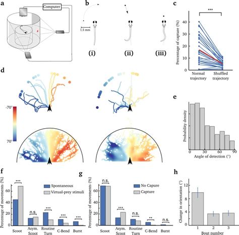 Prey Capture Behavior In Virtual Reality A Schematic Of The