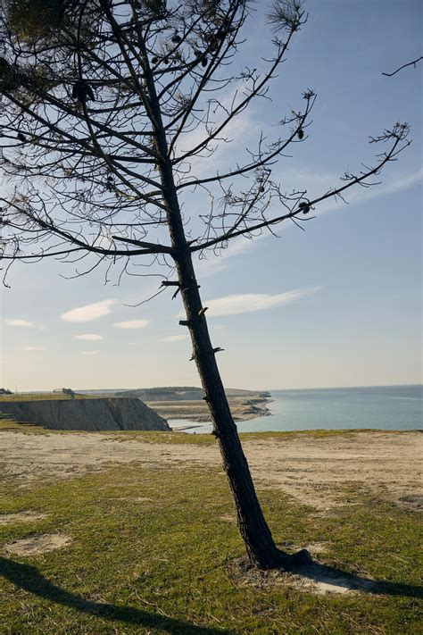 갈대 거친 검정과 녹색 경치 경치가 좋은 고대 나무 고요한 고요함 구름 구름 경치 구름 낀 하늘 구름층 나무 나무 사이 날씨 노란색 녹색 녹지