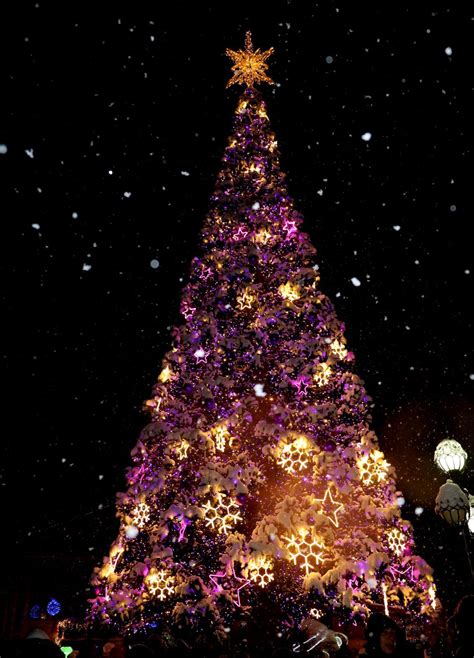 საახალწლო ნაძვის ხეები საქართველოს ქალაქებიდან ფოტოები Ambebi Ge