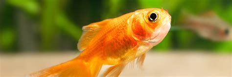 How To Identify Goldfish Gender Detailed Guide
