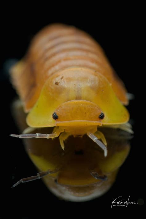 Rubber Ducky Isopods Cubaris Sp Rawwnverts
