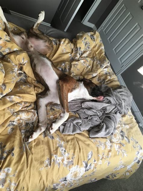How can boxers fall asleep like this lol : r/Boxers