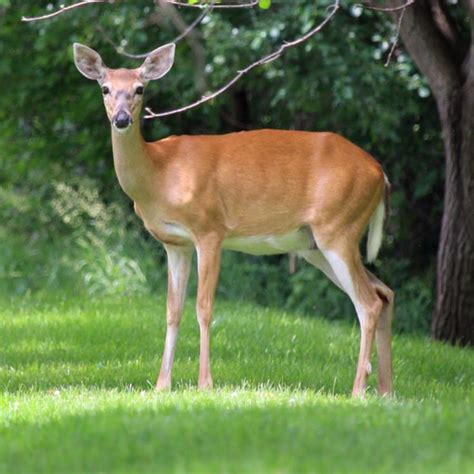 White Tailed Deer Female Doe Project Noah