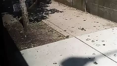 Free Street Booty 720p Hd Porn Videos Xhamster Free Street Booty 720p Hd Porn Videos Xhamster