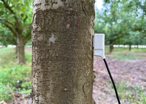 A New Generation Of Sap Flow Sensors Edaphic Scientific