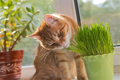 The Best Cat Safe Indoor Plants Plantura