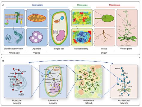 Schematic Of Multiscale Components And Network Description In Plants