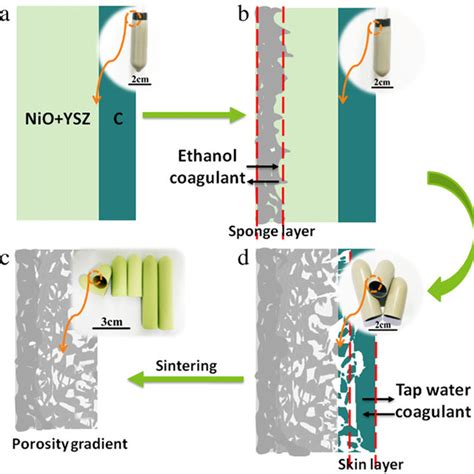 Sem Micrographs For Cross Sectional Microstructure Of The Anode A Download Scientific Diagram