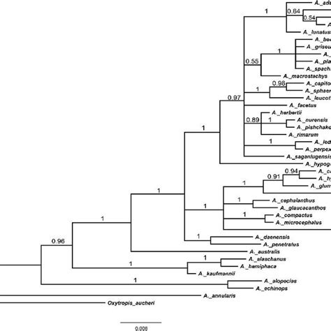 Phylogenetic Tree Obtained From A Bi Analysis Of The Its Sequences Download Scientific Diagram