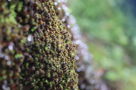 35mm 사진 가을 가을 꽃 관념적인 기념일 꽃 꽃 배경 꽃 예술 꽃다발 녹색 신선함 녹지 대자연