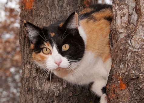 What Is A Calico Cat With Images Cat World