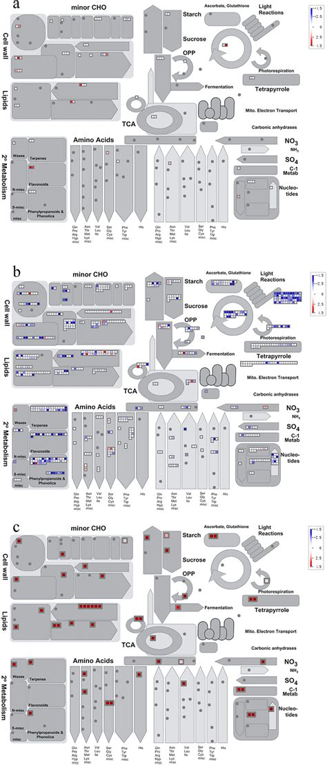 Mapman Metabolic Annotation Map A Is The Dark Green Module B Is The Download Scientific