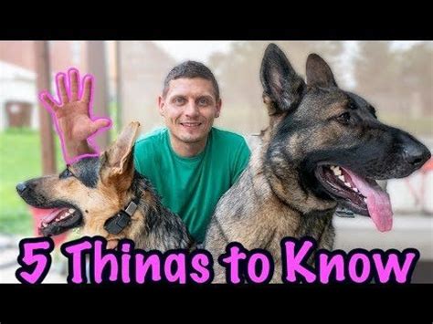 Things To Know Before Getting A German Shepherd Youtube German