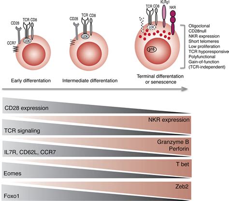 Frontiers Convergence Of Innate And Adaptive Immunity During Human Aging