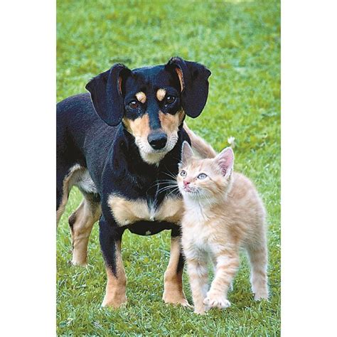 9 те най подходящи породи кучета за семейства с котки Български Фермер