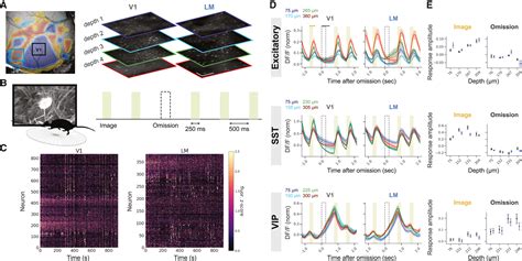 Unexpected Events Trigger Task Independent Signaling In Vip And